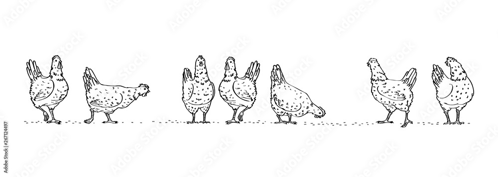 Black graphic set, collection, drawn rural hens or chickens, walking in ...