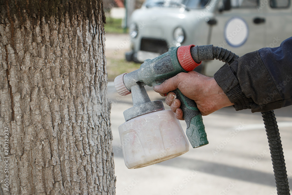painting of trees with spray gun, protection against pests Stock Photo ...