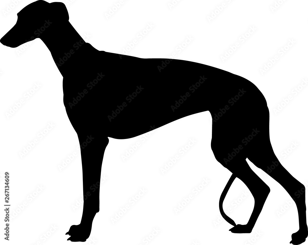 Greyhound 7 isolated vector silhouette Stock Vector | Adobe Stock