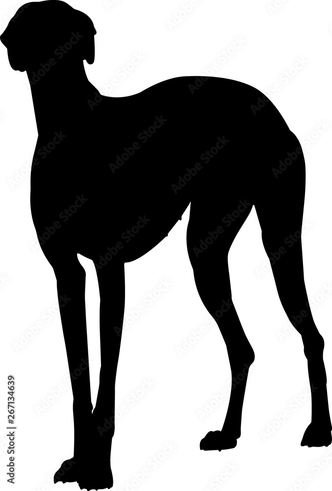 Greyhound 10 isolated vector silhouette Stock Vector | Adobe Stock