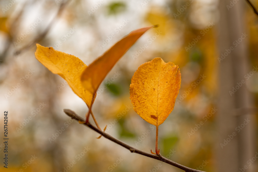Hojas de manzano en el árbol en un escenario de otoño Stock Photo ...