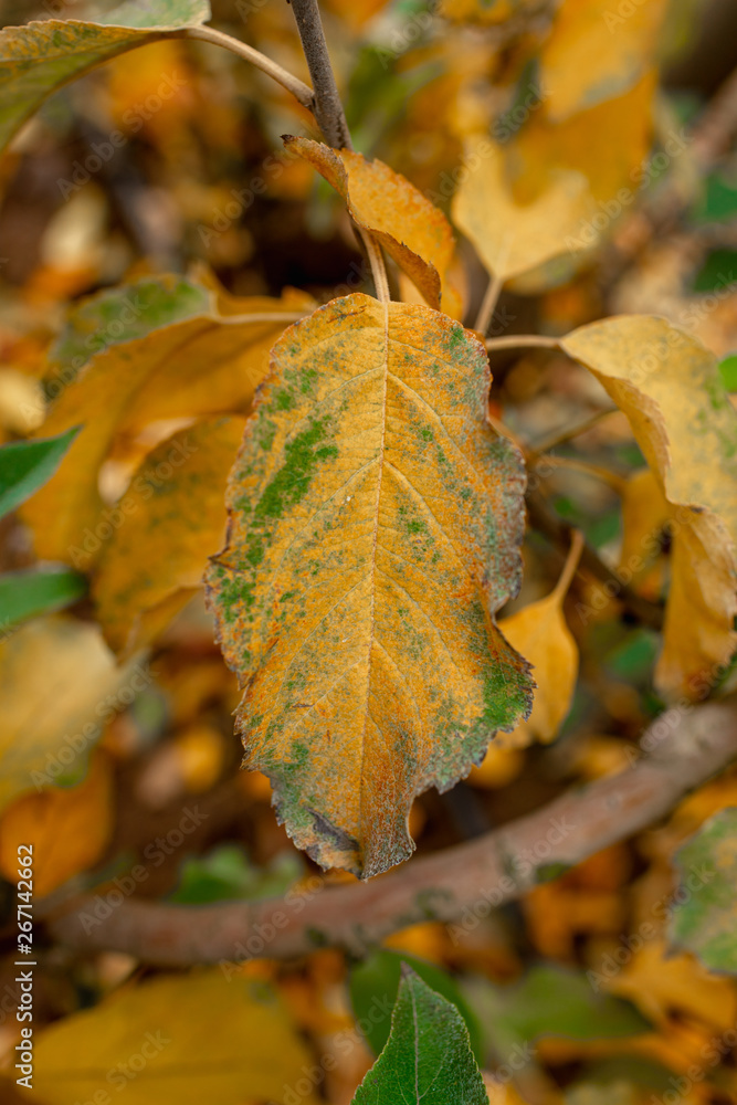Hojas de manzano en el árbol en un escenario de otoño Stock Photo ...