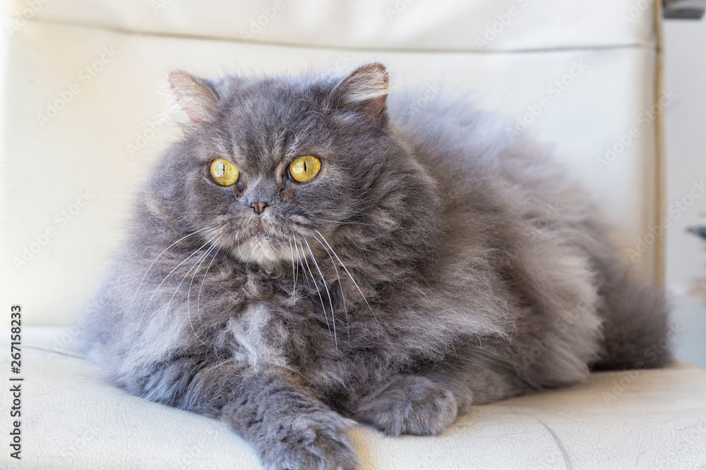 Cute Grey Persian Cats