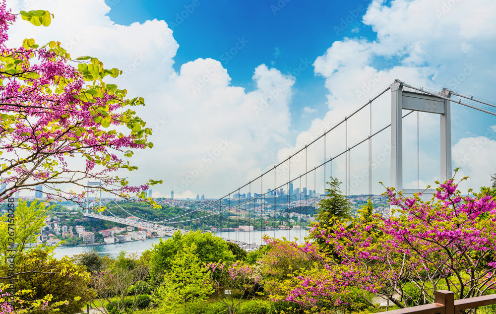 Judas trees (Turkish: Erguvan) in Istanbul. Beautiful spring view of ...
