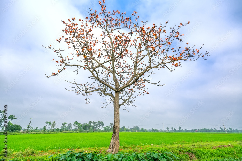The beautiful Bombax Ceiba tree blooms in spring. This flower works as ...