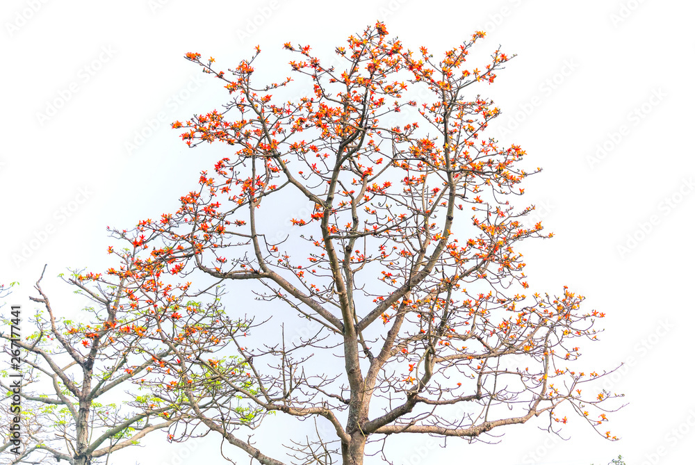 The beautiful Bombax Ceiba flower blooms in spring. This flower works ...