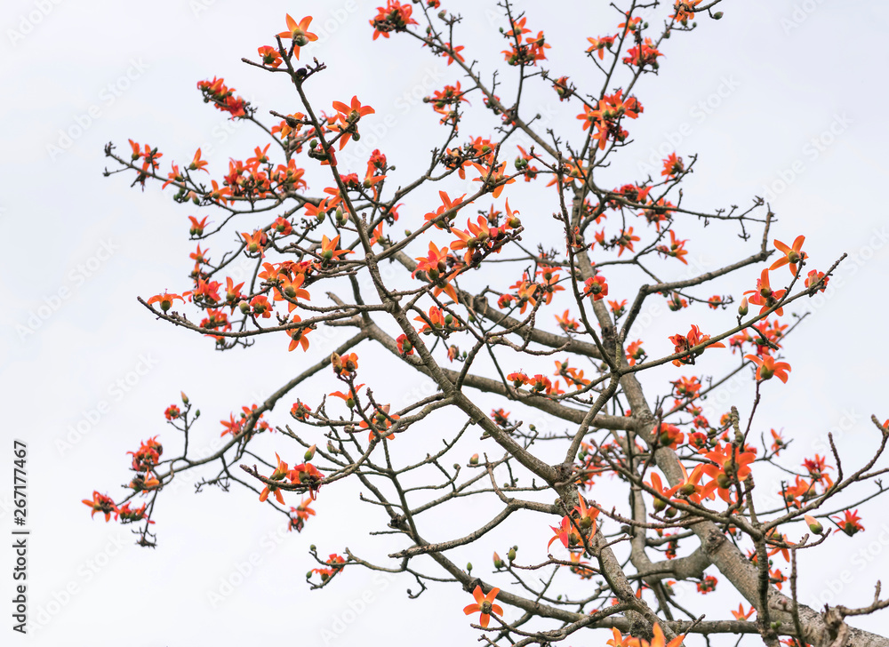 The beautiful Bombax Ceiba flower blooms in spring. This flower works ...