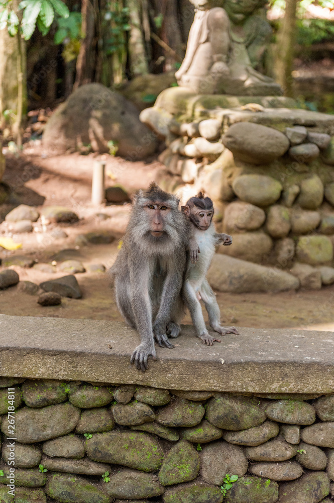 Foto de Balinese long-tailed monkey macaque at Ubud monkey forest in ...