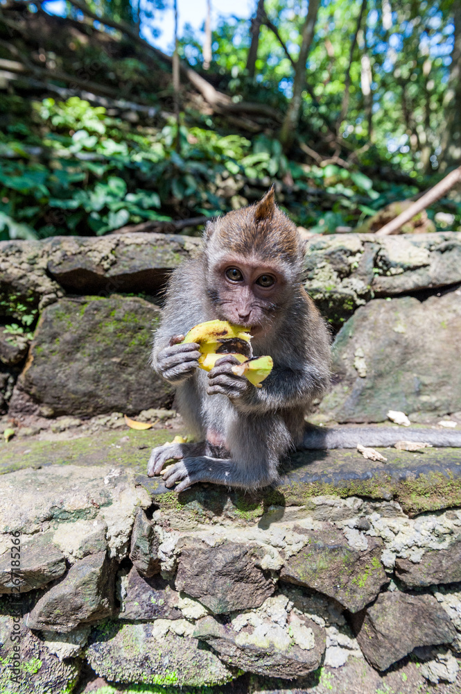 Balinese long-tailed monkey macaque at Ubud monkey forest in Bali ...