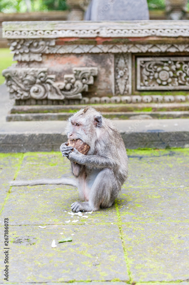 Balinese long-tailed monkey macaque at Ubud monkey forest in Bali ...