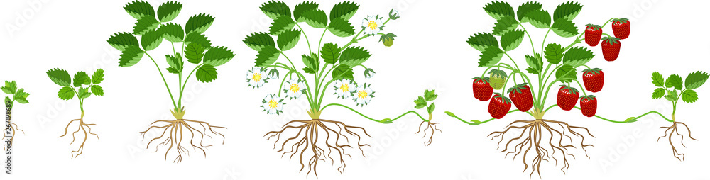 Life cycle of strawberry isolated on white background. Plant growth ...