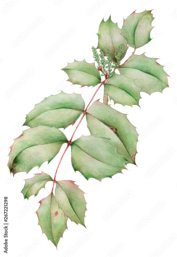 Oregon-grape (Mahonia aquifolium) leaves with young inflorescence buds ...