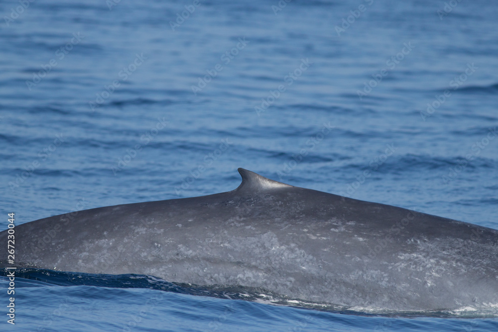 Blue whale from Mirissa Sri Lanka showing its dorsal fin; dorsal fin of ...