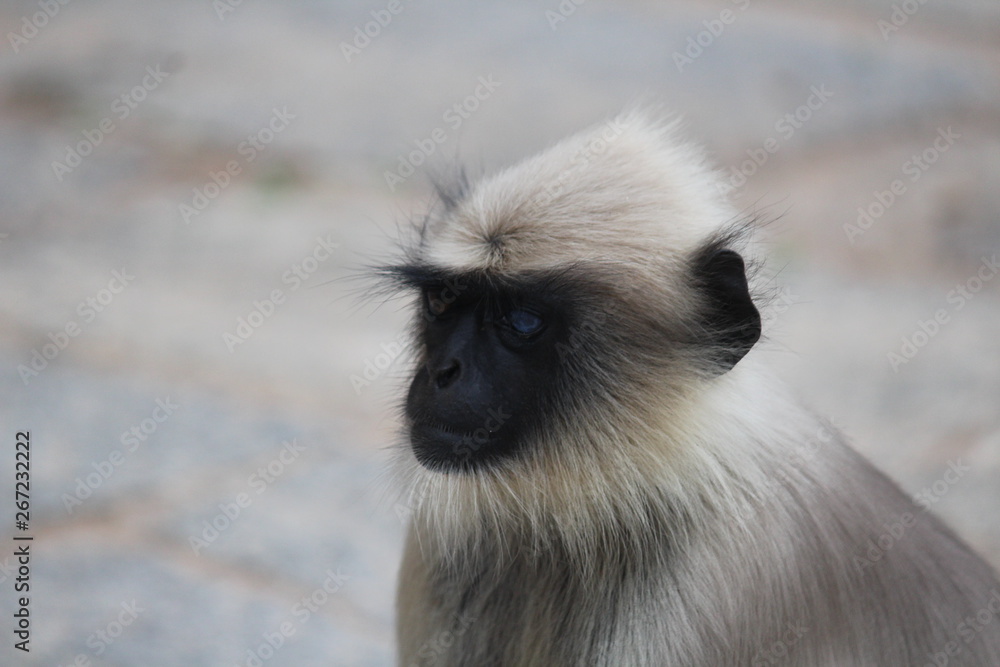 monkey face Stock Photo | Adobe Stock