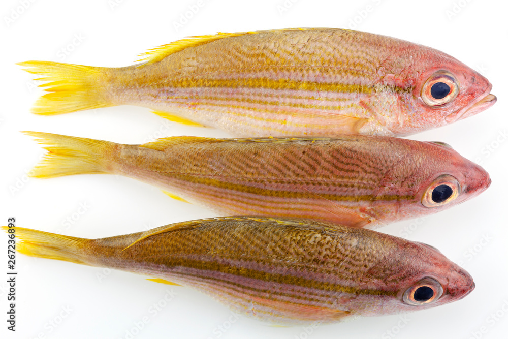 Bigeye Snapper fish isolated on white background Stock Photo | Adobe Stock