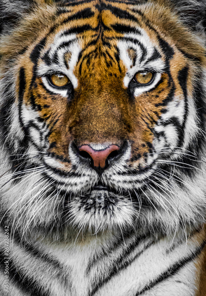 tiger with dramatic tone Stock Photo | Adobe Stock
