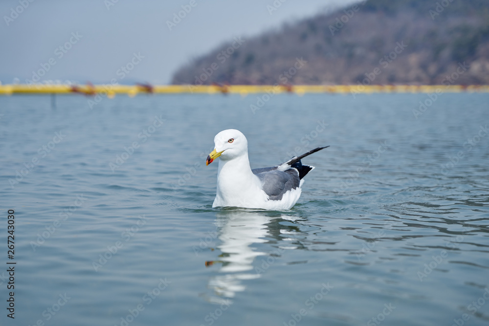 Daebudo Island and Nueseom Island are tourist destinations in Korea ...