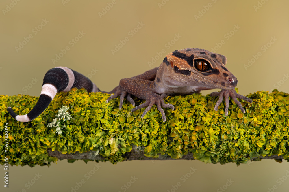 Vietnamese Cave Gecko (Goniurosaurus araneus) Stock Photo | Adobe Stock