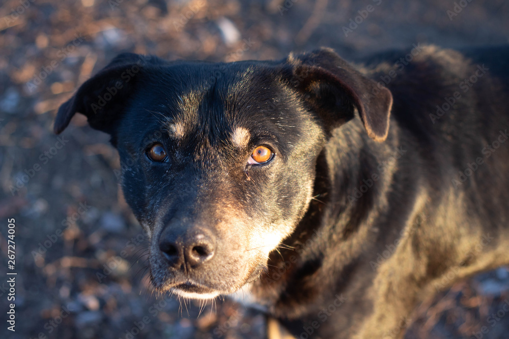 homeless cute black dog with sad eyes, the theme of animal welfare and ...