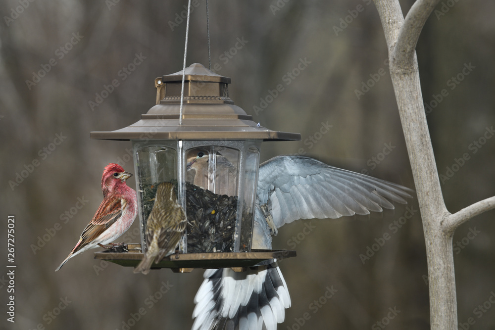 Purple male Purple Finch with female and Mourning Dove fluttering for ...