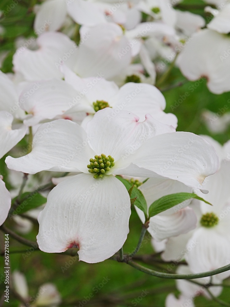 Florida Native Trees With White Flowers | Best Flower Site