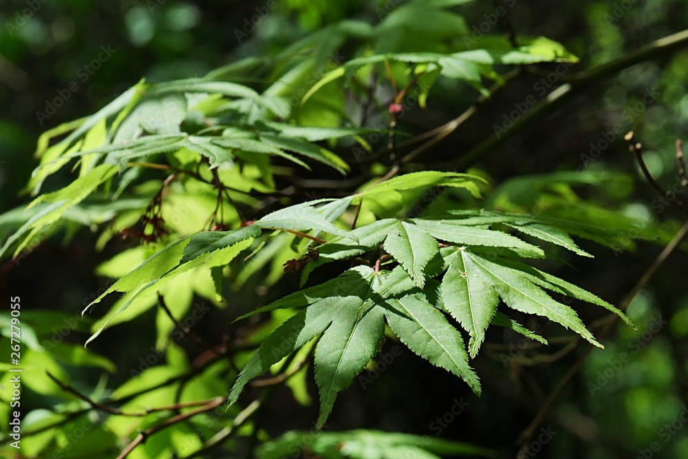 Green Japanese Maple Scientific Name
