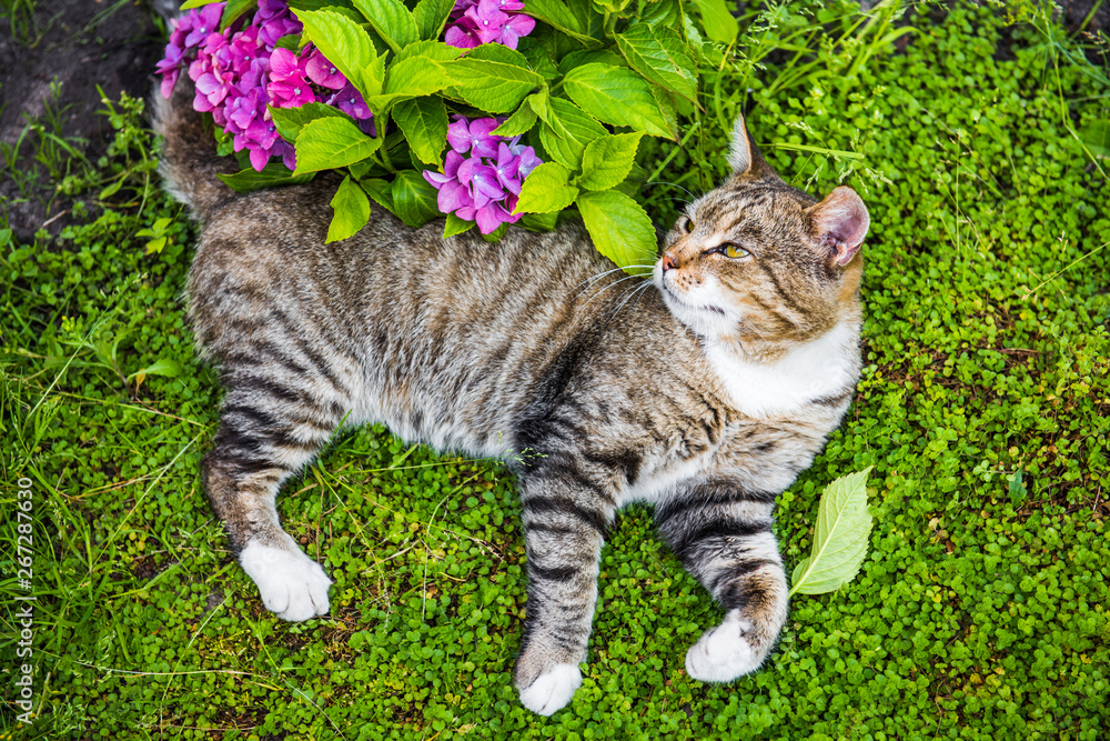 Hydrangea macrophylla and tabby cat Stock Photo | Adobe Stock