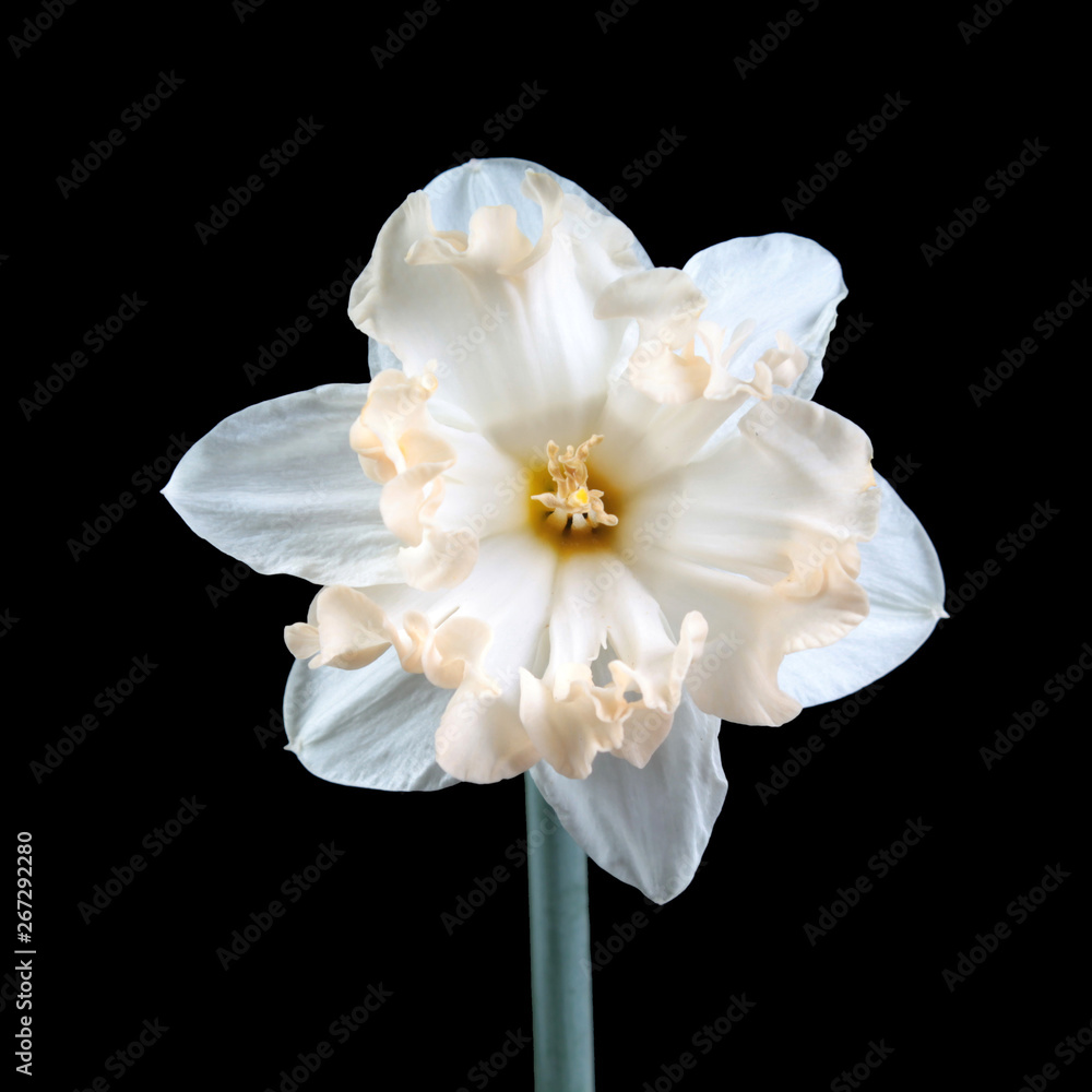 White flower of Daffodil (Narcissus) close-up isolated on black ...