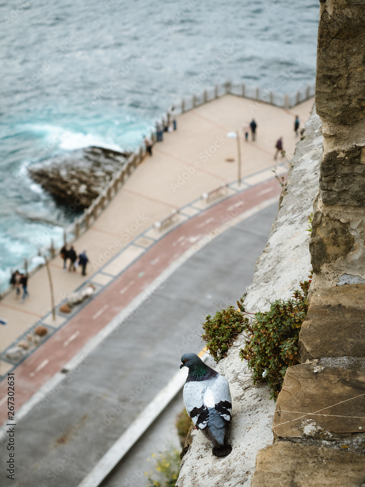 Vigilant pigeon watching how people goes for a walk Stock Photo | Adobe ...
