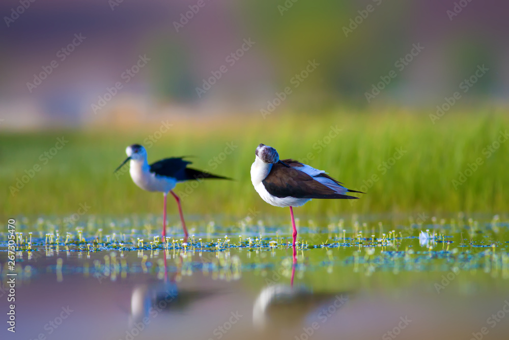 Cute water bird in nature. Common bird Black winged Stilt. Colorful ...