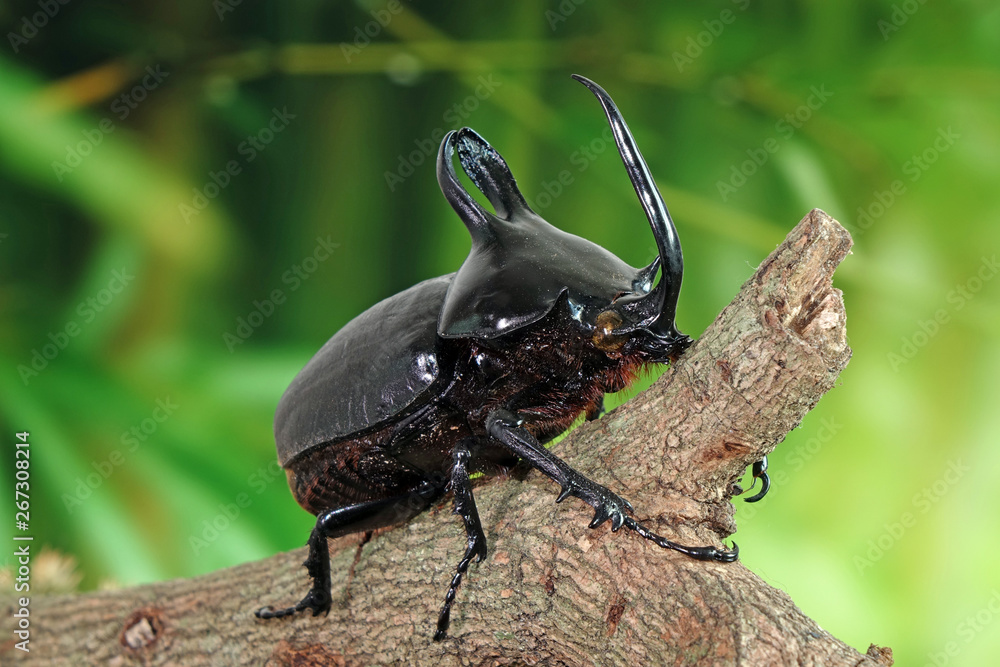 Rabbit ears beetles (Eupatorus Birmanicus) Horned Rhino Beetle with ...