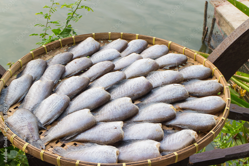 Sun-dried fish made from Trichogaster pectoralis in the threshing ...
