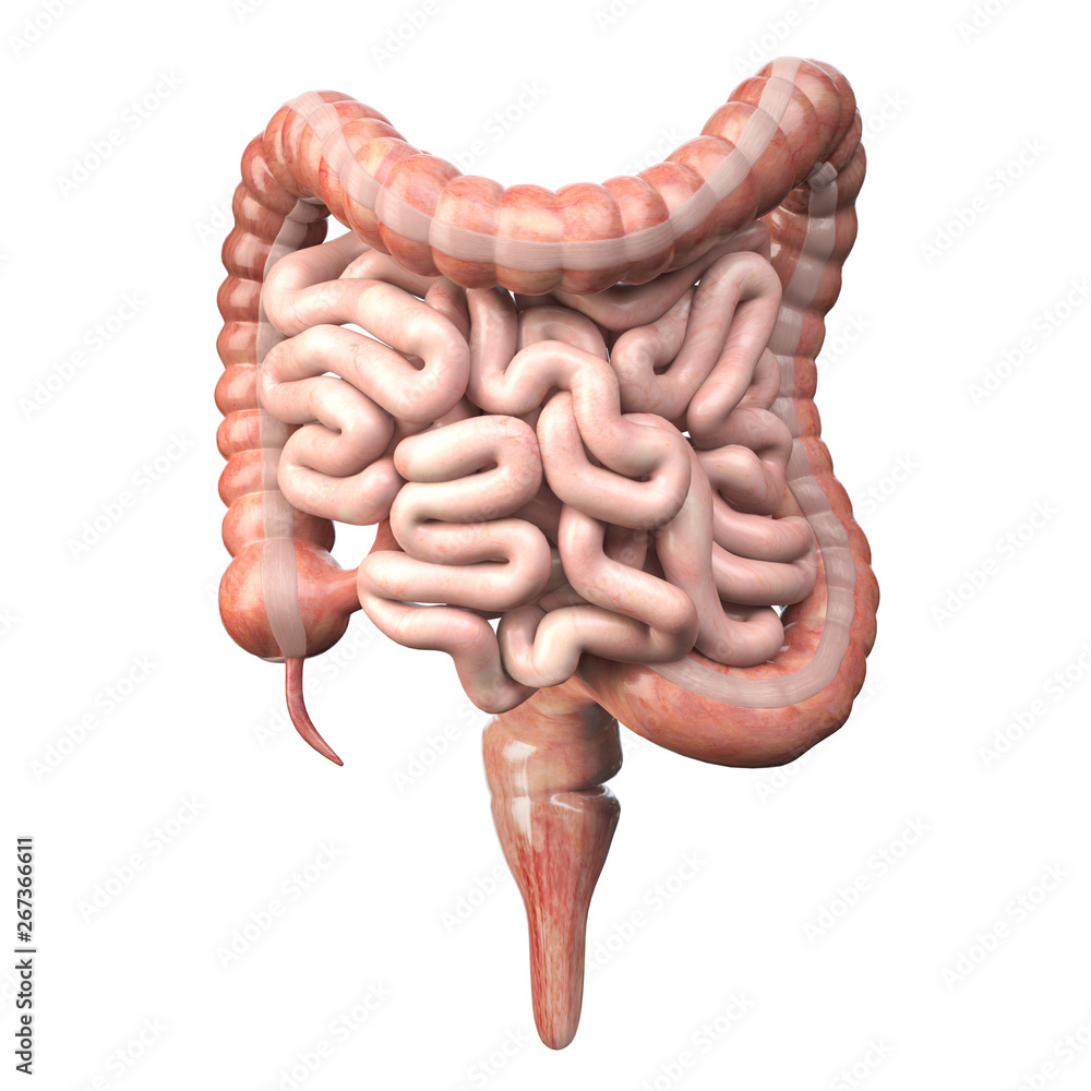 Large and small Intestineisolated on white. Human digestive system ...