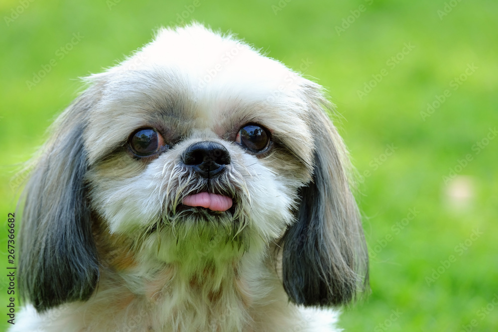 Front innocent face of young Shih Tzu dog, long tongue and doubtful ...