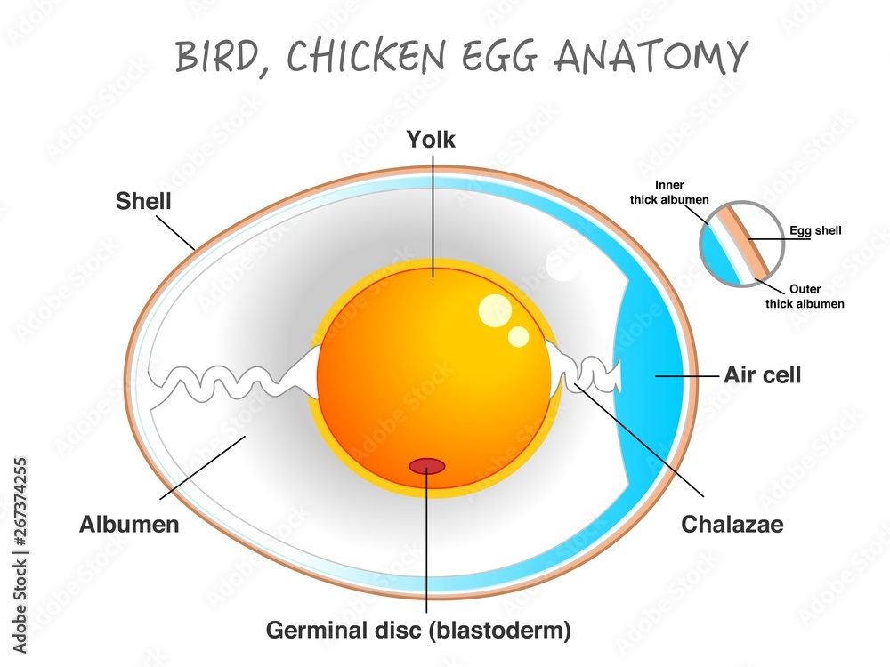 Bird, chicken egg anatomy. Egg embryo anatomy, section. Bird, Chicken ... Bird, chicken egg anatomy. Egg embryo anatomy, section. Bird, Chicken ...