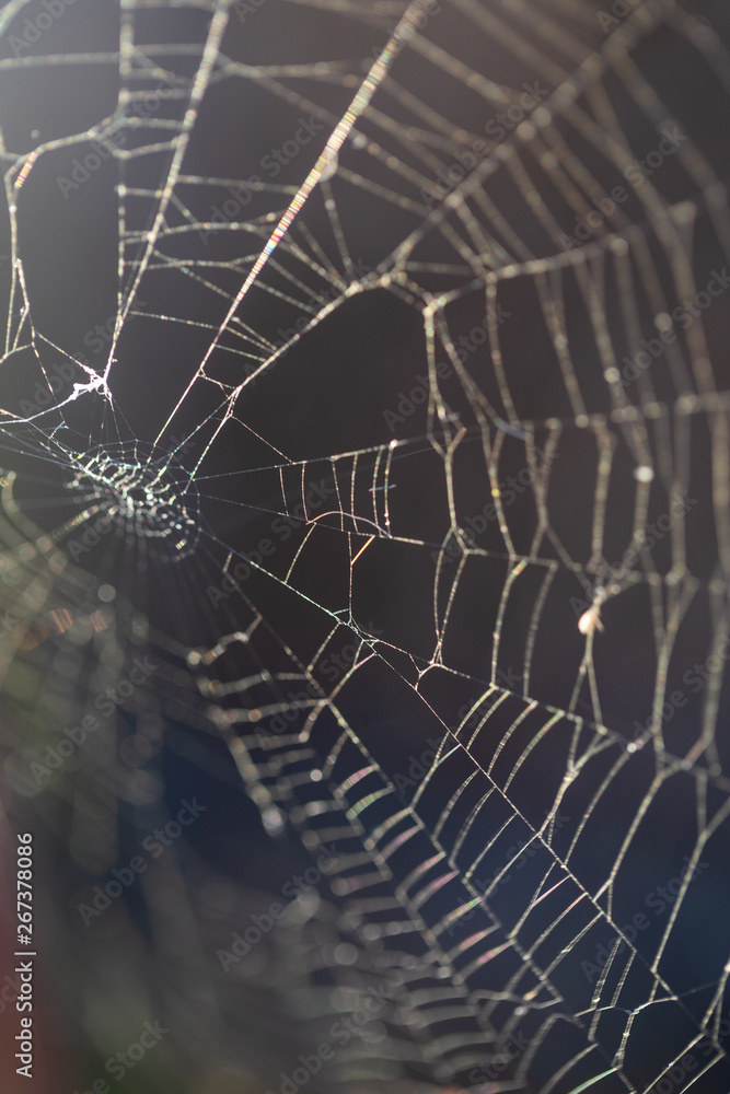 Pattern of the thinnest circular web twisted by a spider for enticement ...