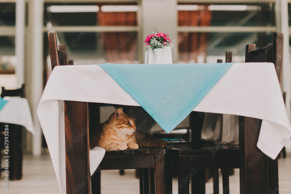The red cat is sitting on a chair in a street animal friendly cafe and ...