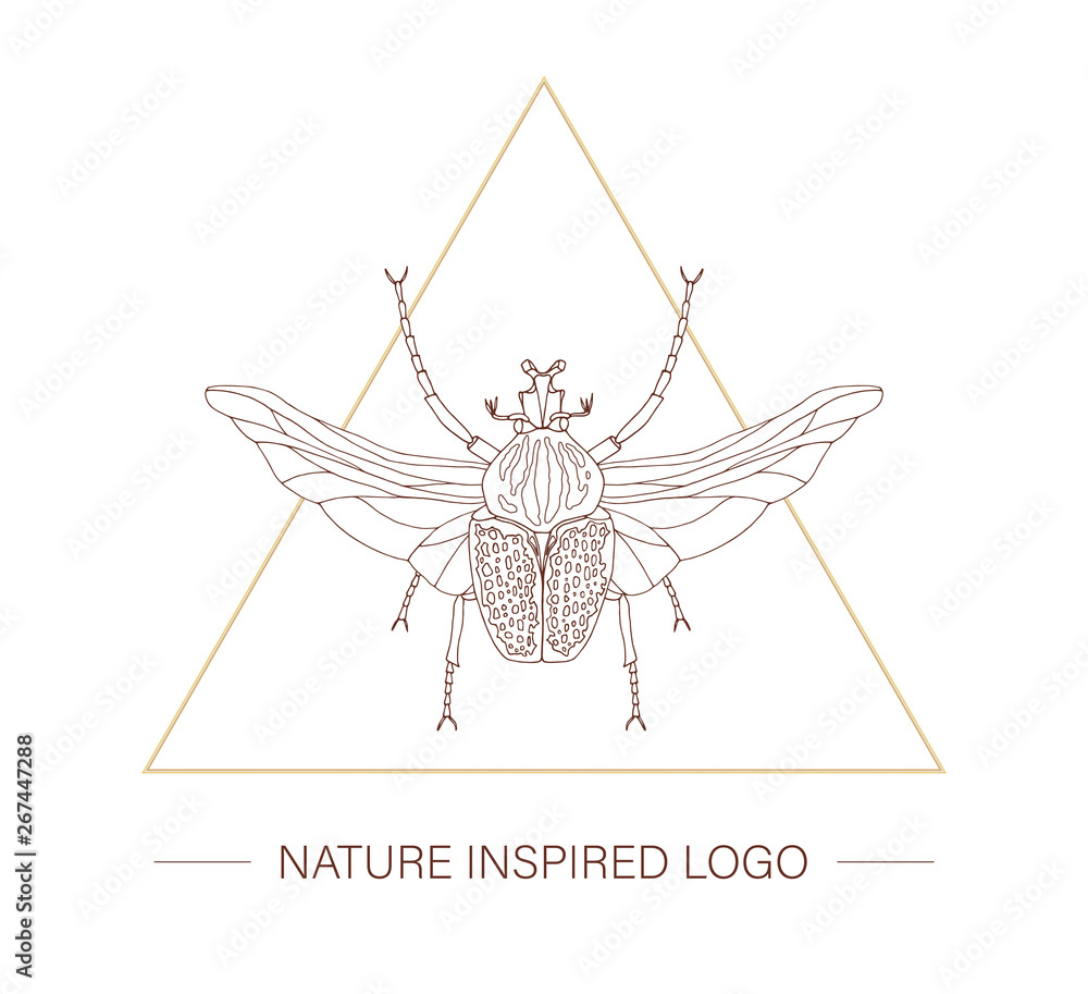 Vector hand drawn tropical goliath beetle with wings in a triangle ...