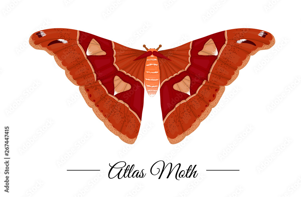 Vector hand drawn colored tropical atlas moth isolated on white ...