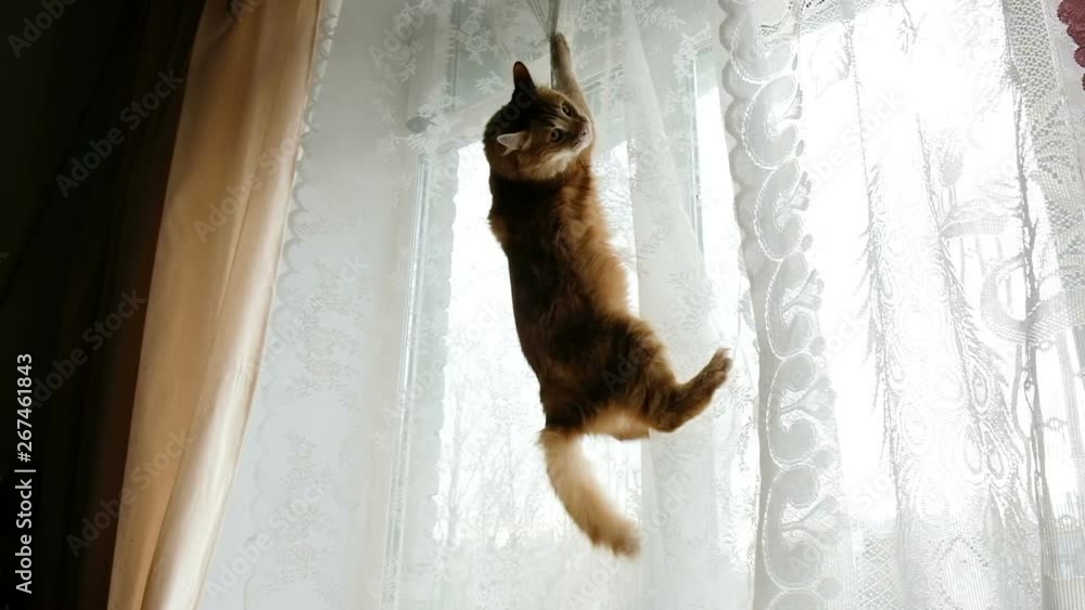Red cat hung on the curtains and jumps down slow motion Stock Video ...