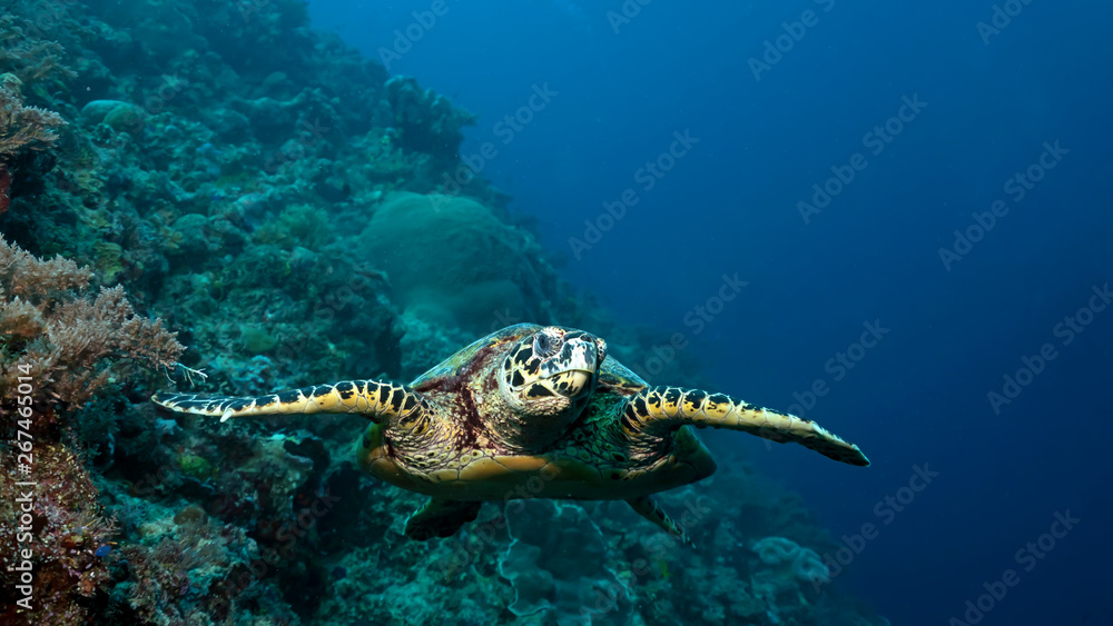 Foto de Hawksbill sea turtle in Tubbataha. The Tubbataha Reef Marine ...