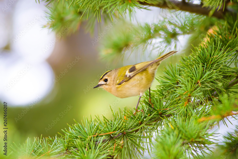 Cute little bird. Green forest background. Bird: Goldcrest. Regulus ...