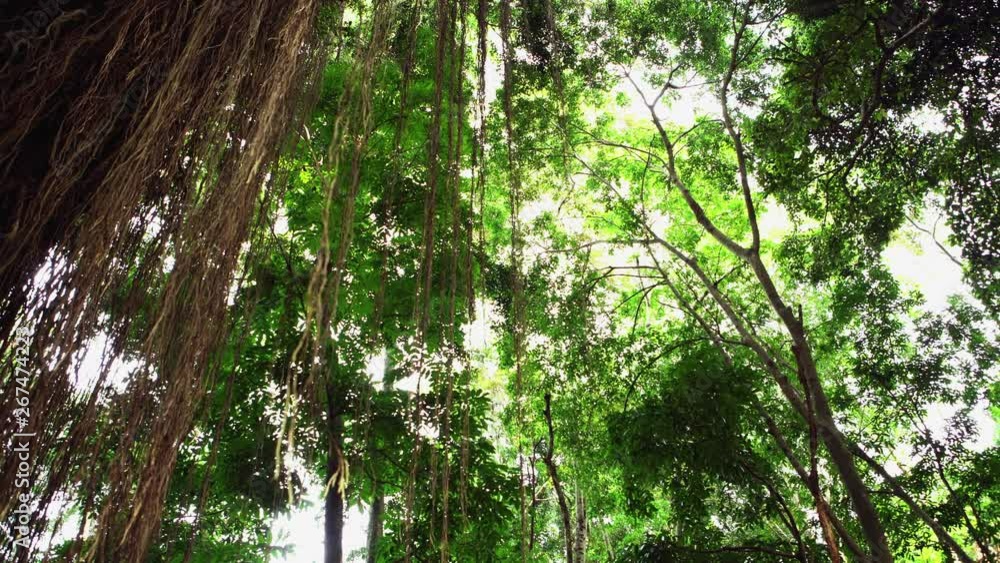 POV, HANDHELD: Long creepers or liana in the forest of monkeys. The ...