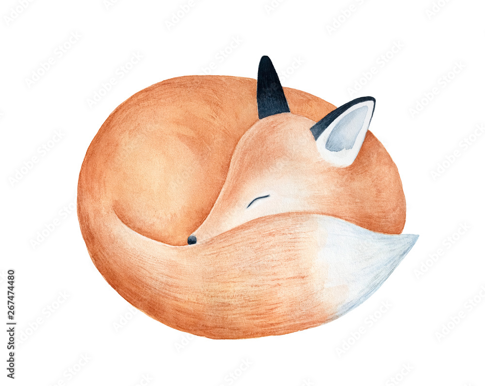 Sleeping Fox Drawing
