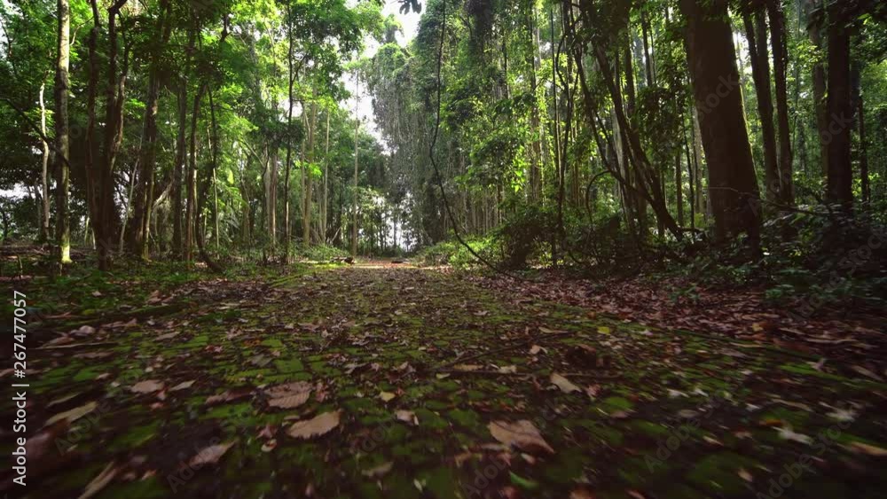 TRACKING, POV, HANDHELD, LOW ANGLE: Paving slabs overgrown with moss ...