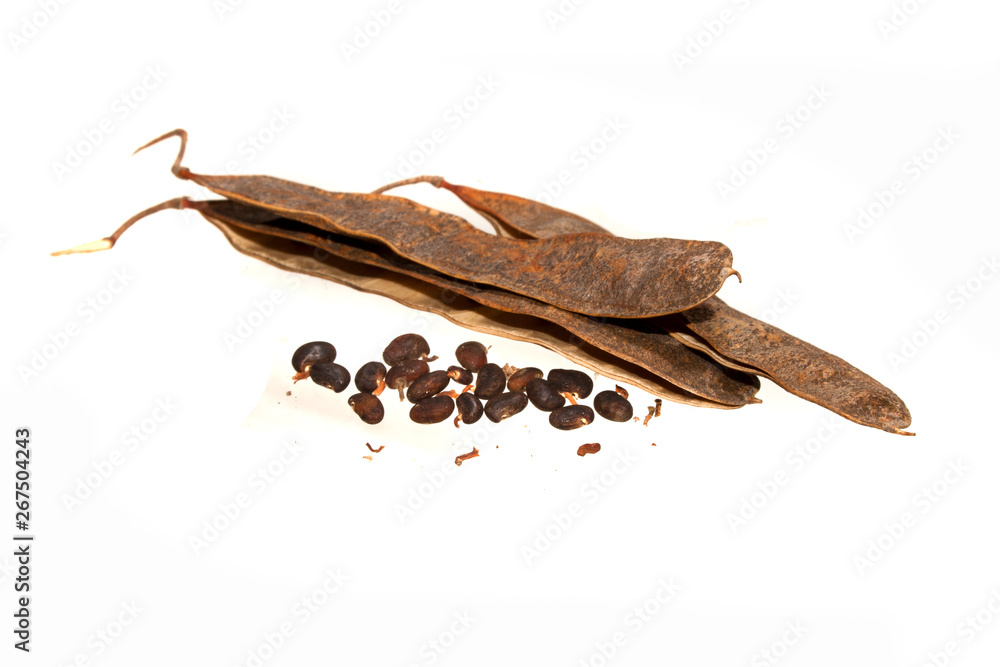 acacia seeds isolated on white background Stock Photo | Adobe Stock