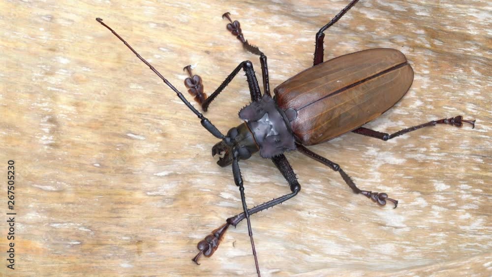 Giant Fijian longhorn beetle from island Koh Phangan, Thailand. Close ...