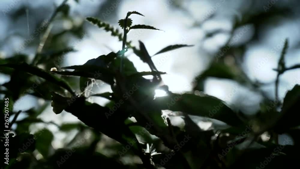 Sun light through the leaves of a tree Stock Video | Adobe Stock