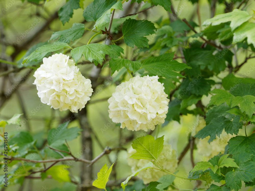 Snowball Tree Viburnum Opulus