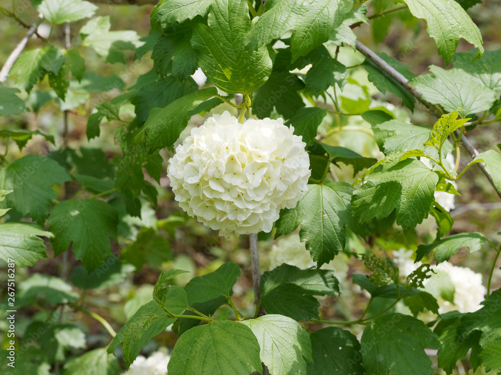 Guelder rose or snowball tree - Spring bloom Viburnum snowball bush ...